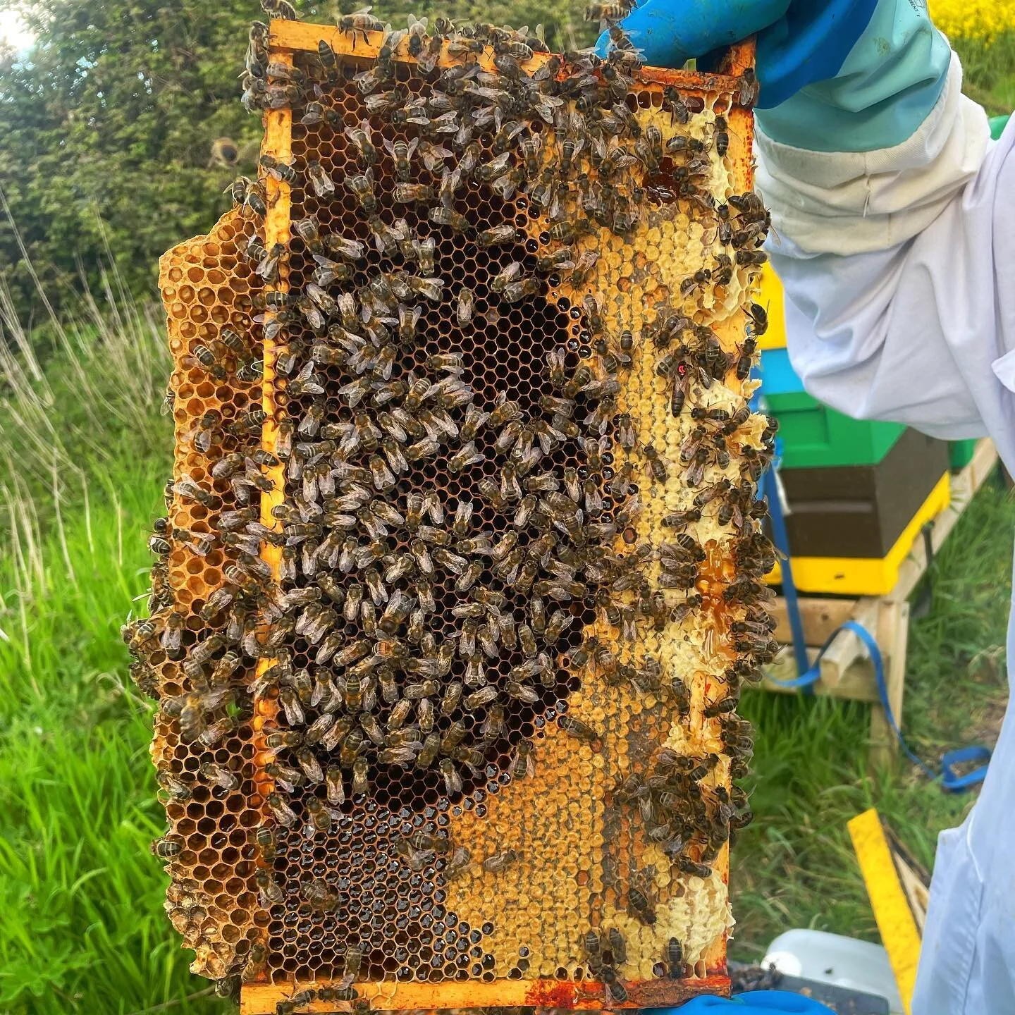 OpenHive Honey