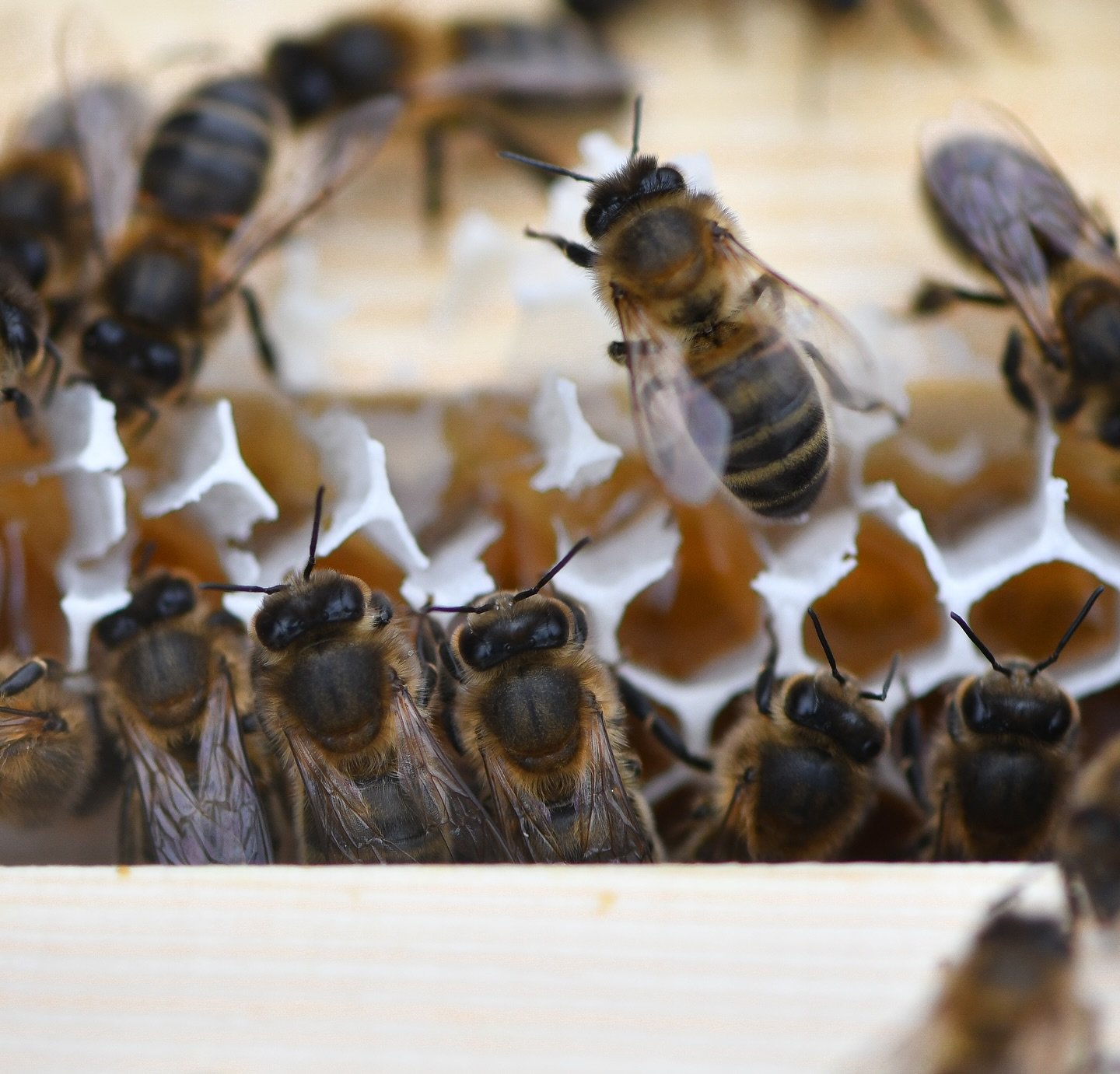 OpenHive Honey