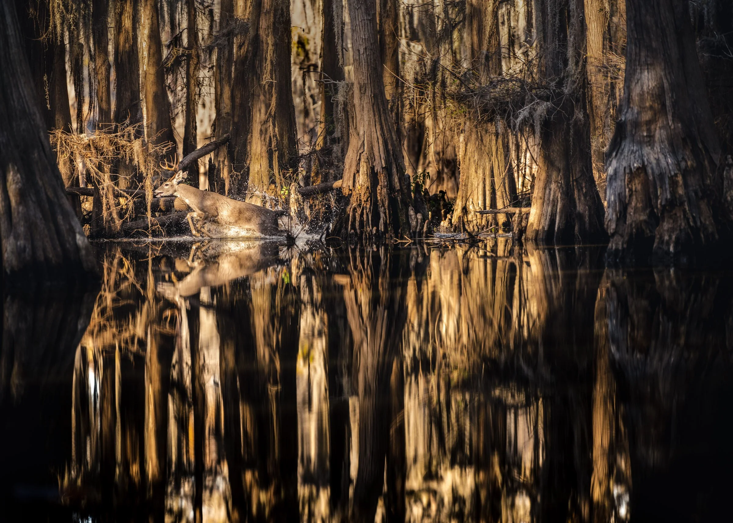 Joe Stroud Photography