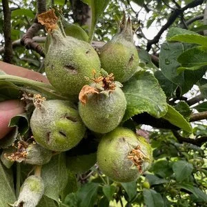 Scott Farm crop update and ways to help — The Landmark Trust USA