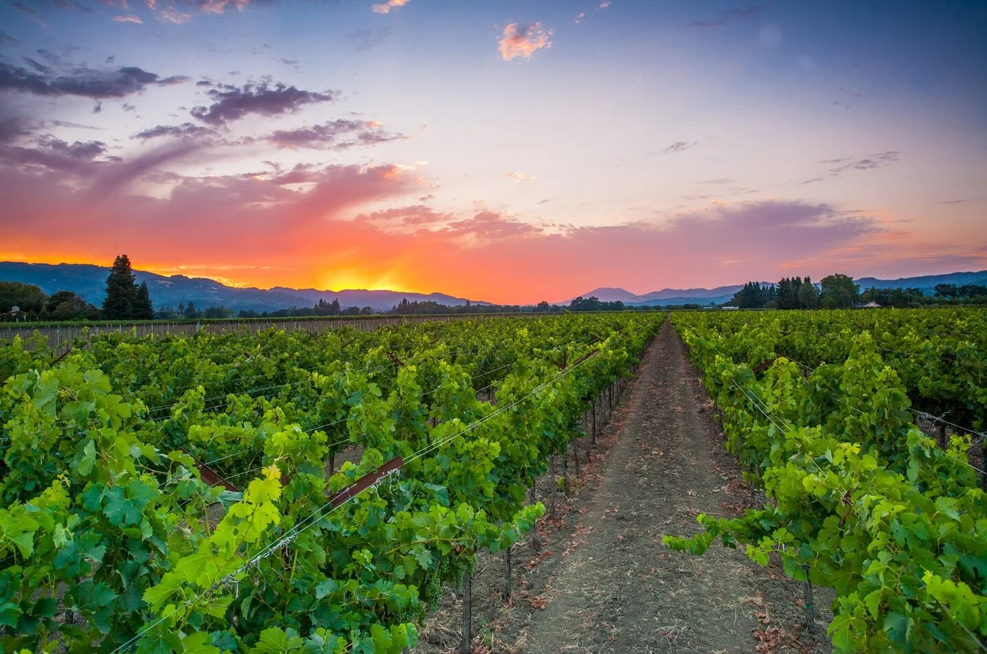 Napa County Farm Bureau - The Authority on Napa Valley Agriculture ...