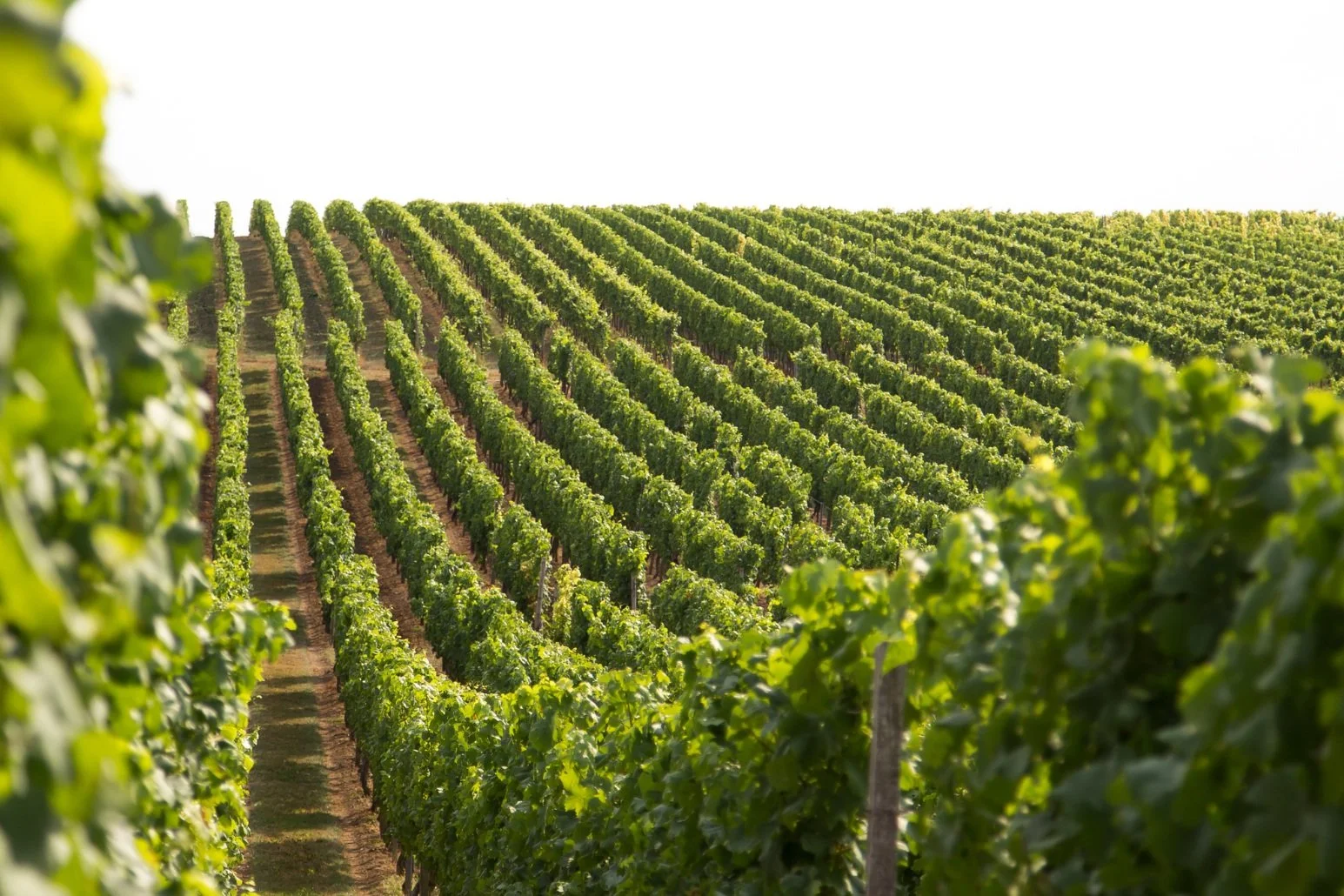 Love of The Land — Napa County Farm Bureau