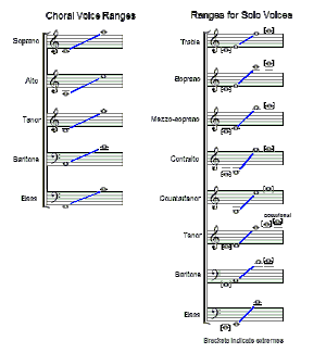 Voice Types — Adi Denner