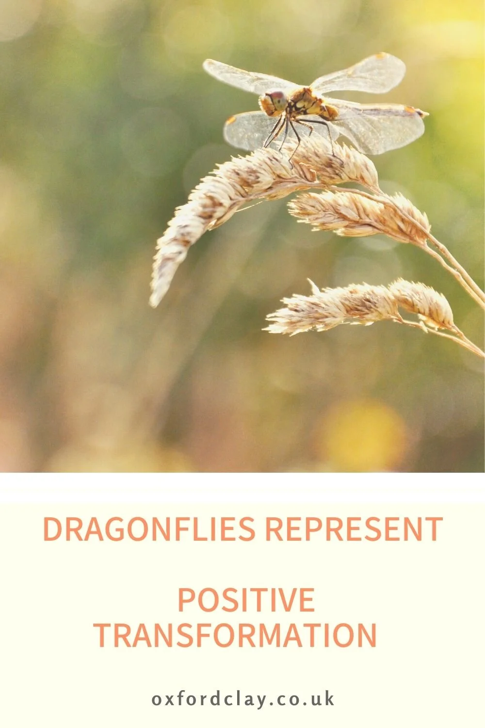 The Symbol of a Dragonfly — Oxford Clay Handmade Ceramics - Eco ...