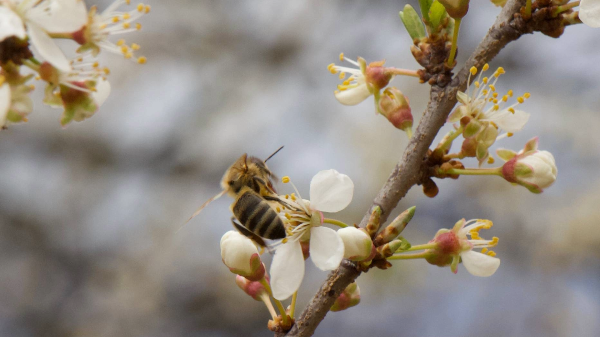 Beekeeping in the End Times - Film Screening and Q&A — Platform Arts
