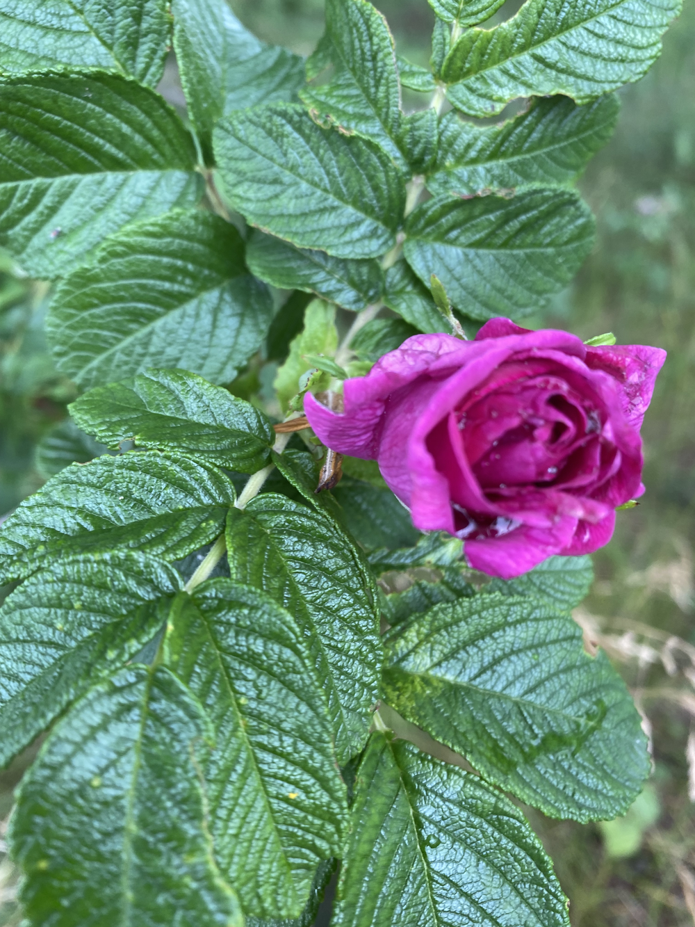 Courtney Post - Human Design Canada