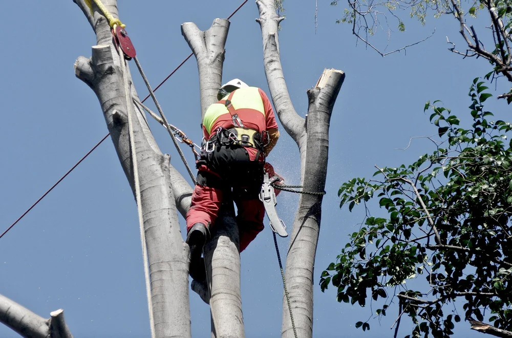 3 Reasons to Hire an Advanced Tree Service Company | Maguire Tree Care