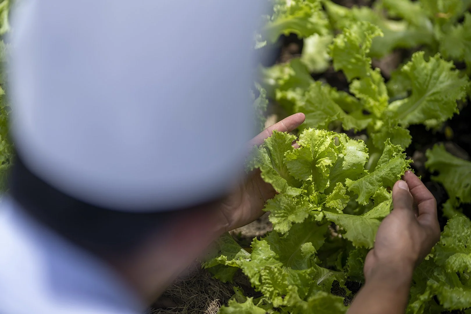 阿雅娜度假园区的阿雅娜农场以全新面貌登场 为宾客提供丰富多样的精彩体验 — Amazedaily