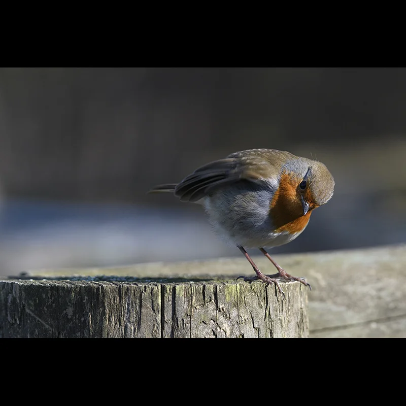 Andrew Turpin Photography