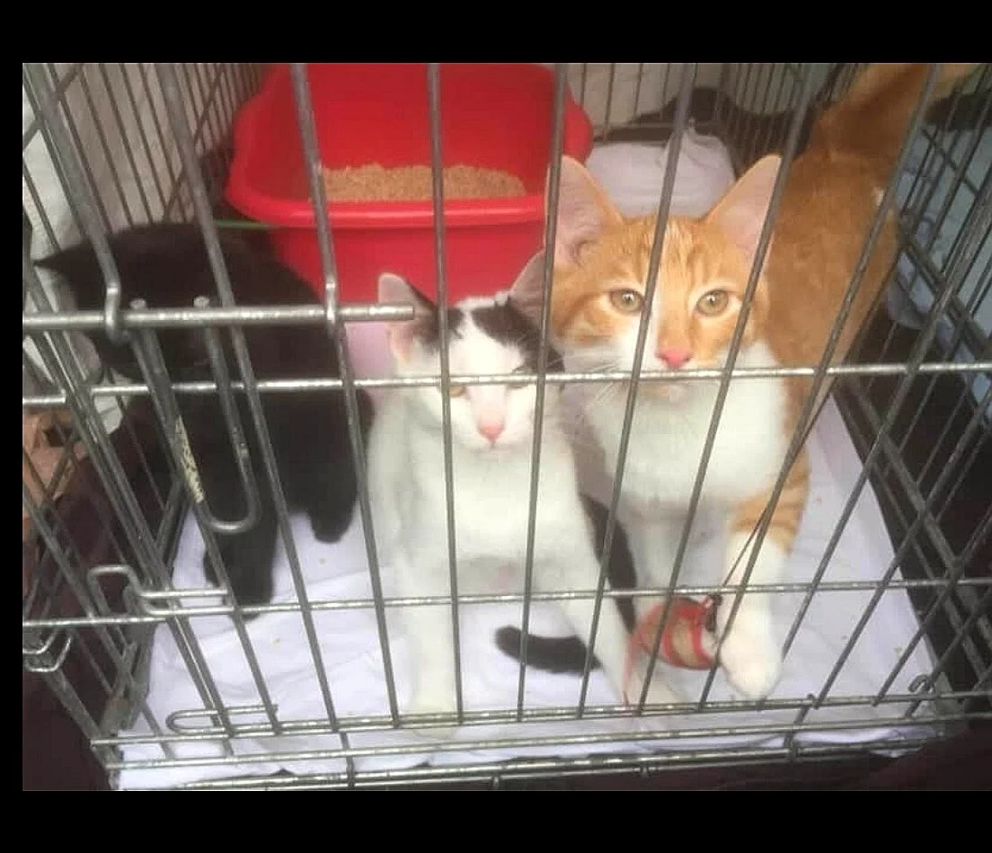 Hello, Mo! — TinkyTooky