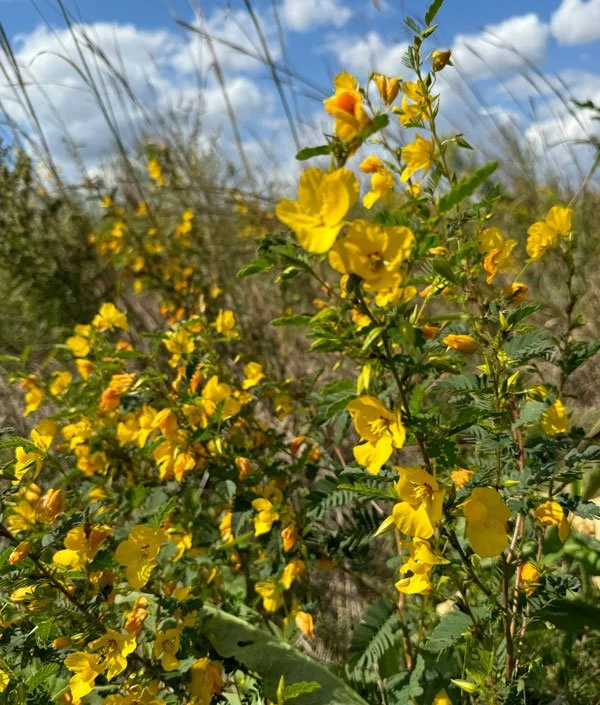The Hunter’s Moon: October’s Harvest and Autumn Blessings — B & B ...