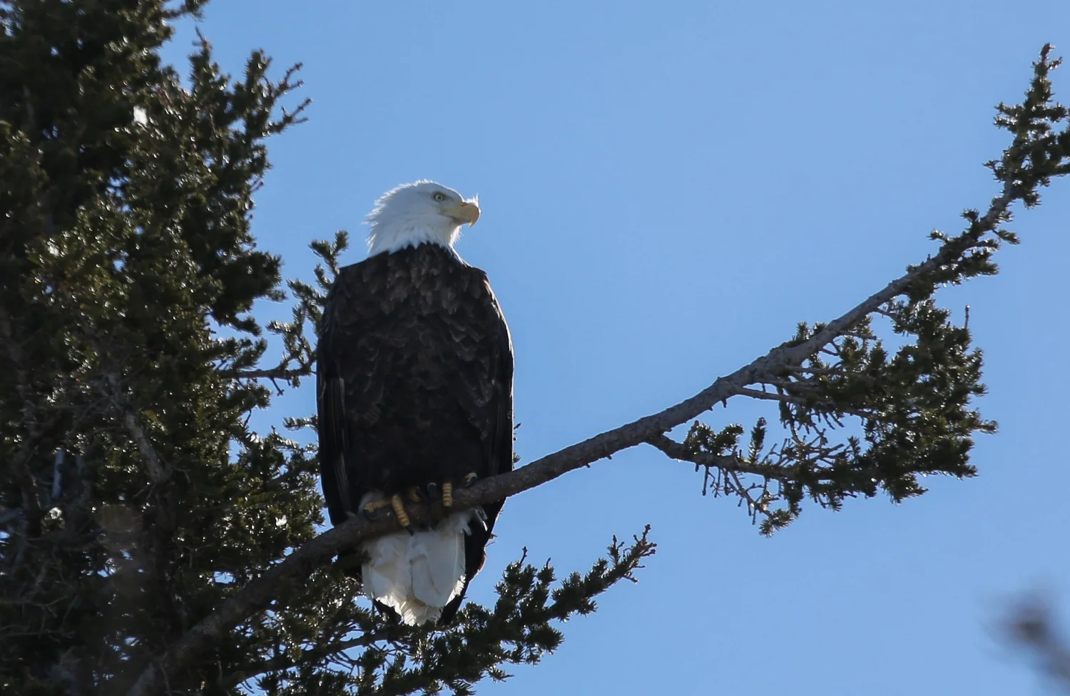 The Return of the Eagle — Congregation of Sisters of St Joseph in Canada