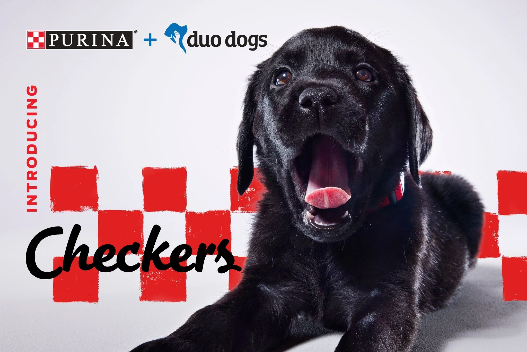 Purina — Metro Theater Company