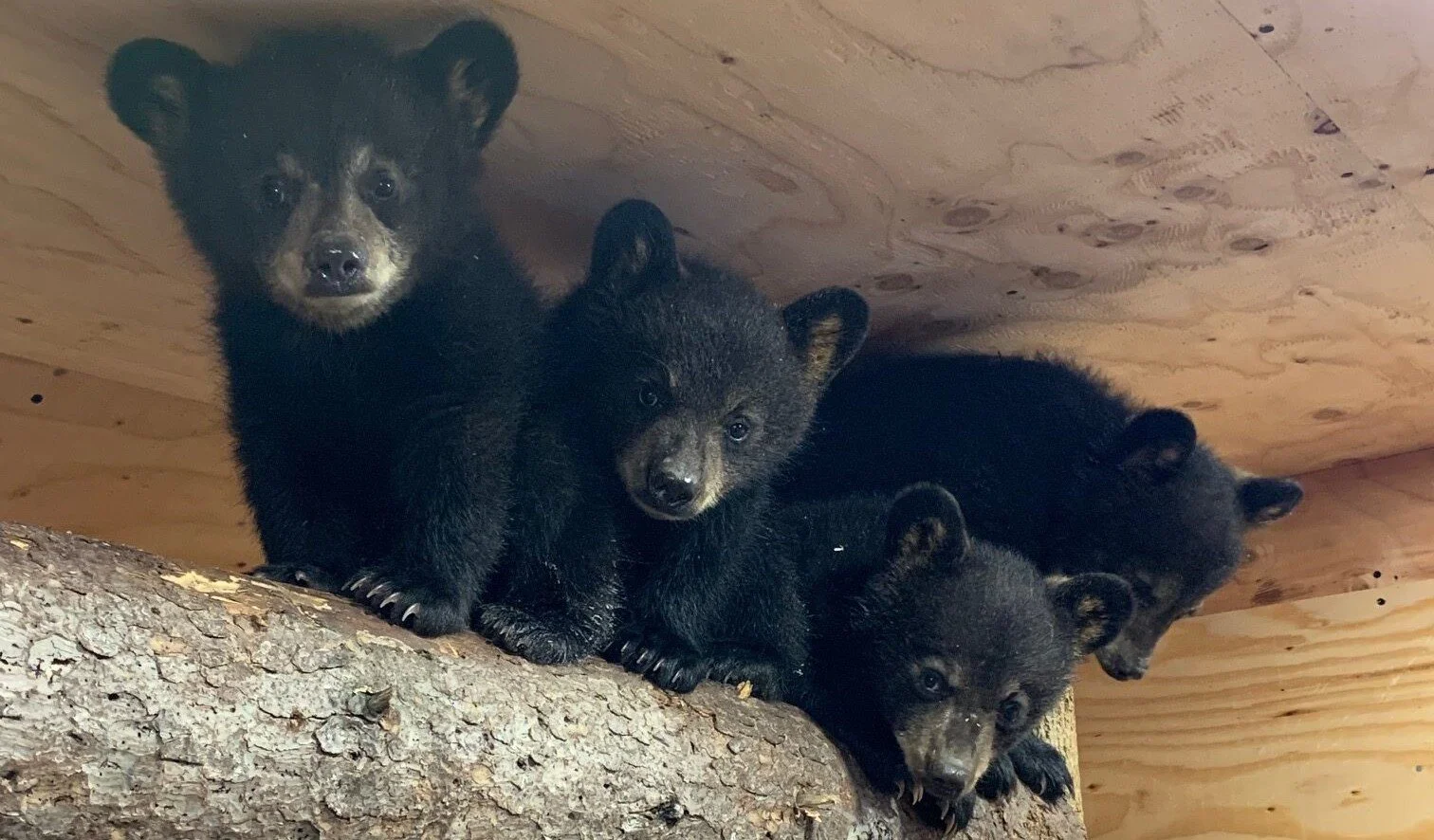 Kilham Bear Center — Max the Bear