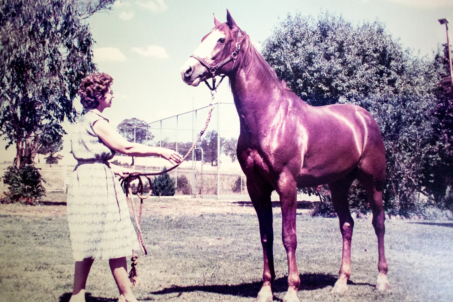 The Temora Trotting Club — Temora Trotting Club