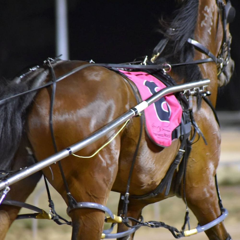 Harness Racing Terminology — Temora Trotting Club