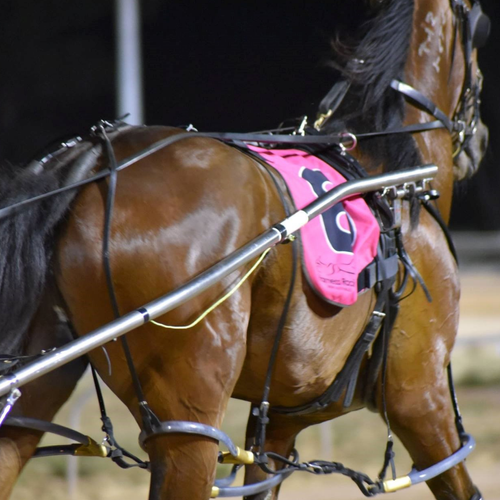 Harness Racing Terminology — Temora Trotting Club