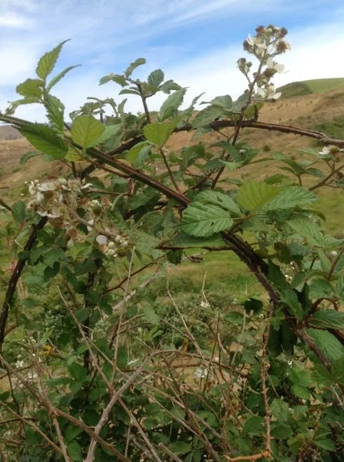 Weed Management — Up2Us Landcare Alliance