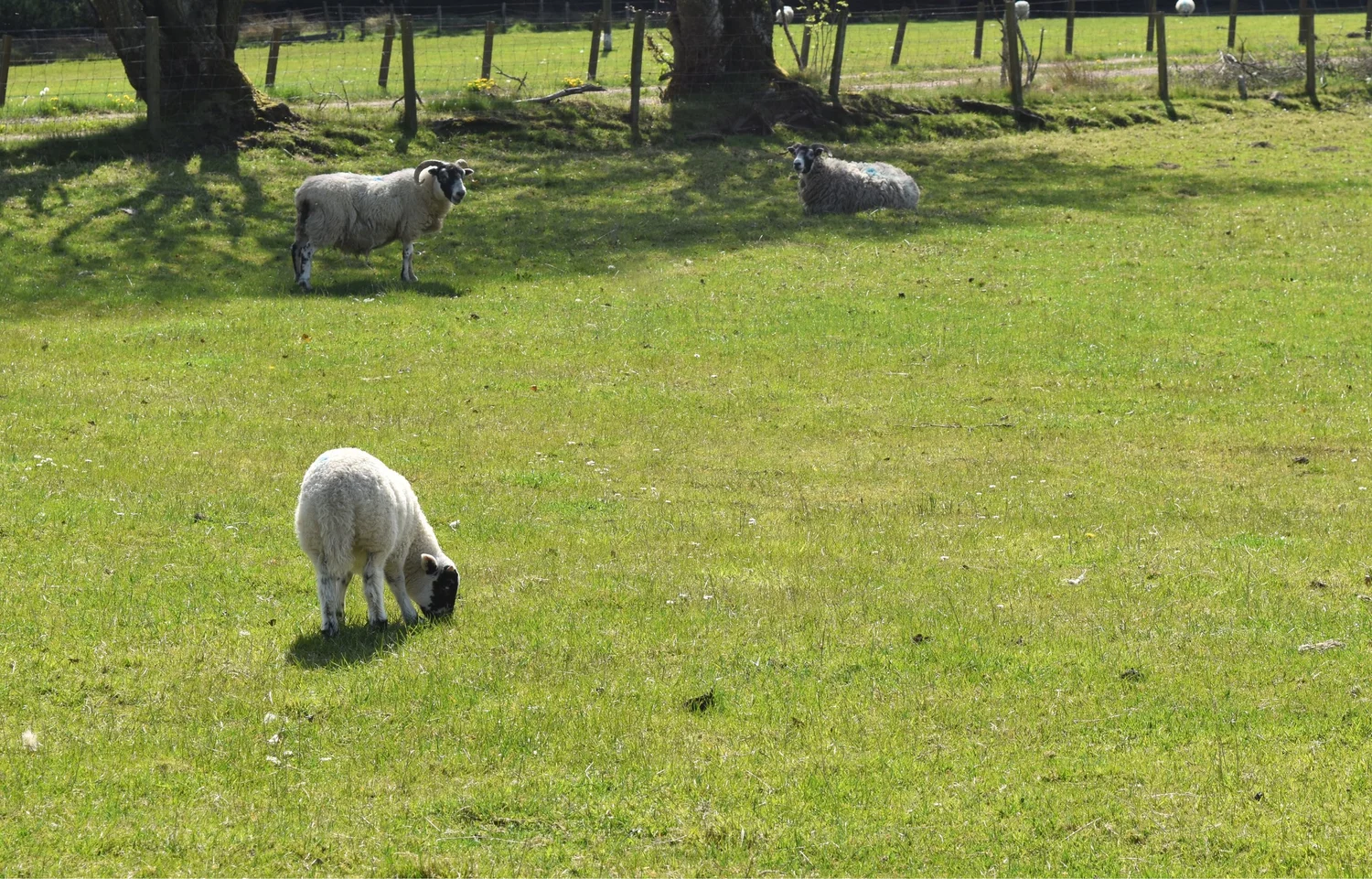 GREEN PASTURES — Inspire Scotland
