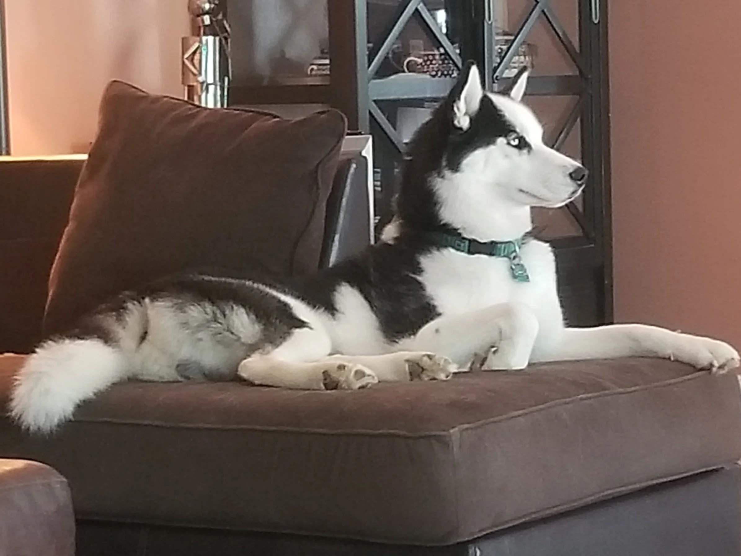 Siberian Husky Breeder — J&S Siberian Huskies