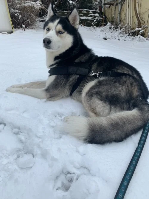 Siberian Husky Breeder — J&S Siberian Huskies