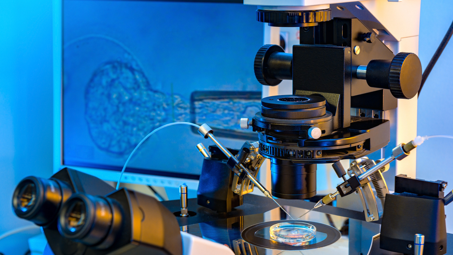 Embryology — Infertility, IVF & Reproductive Health Blog | The IVF ...