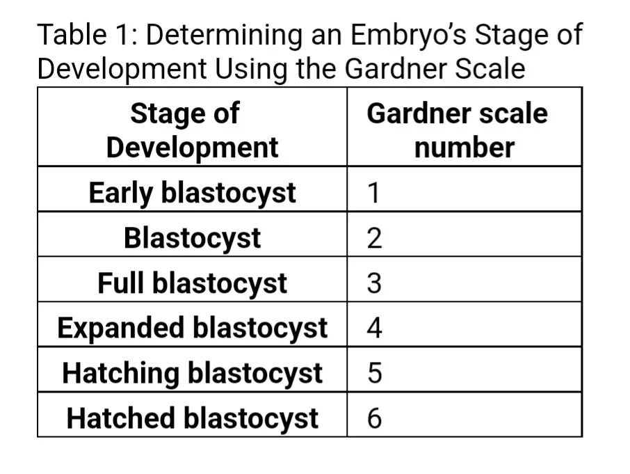 What is the Perfect Embryo? — The IVF Warrior