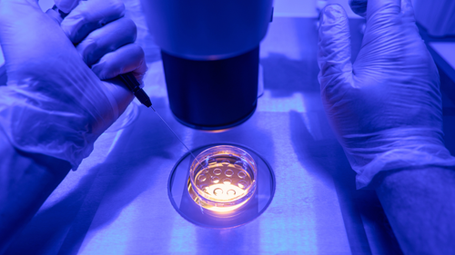Gameto's Fertilo Could Make IVF Safer and Cut Treatment Time in Half ...
