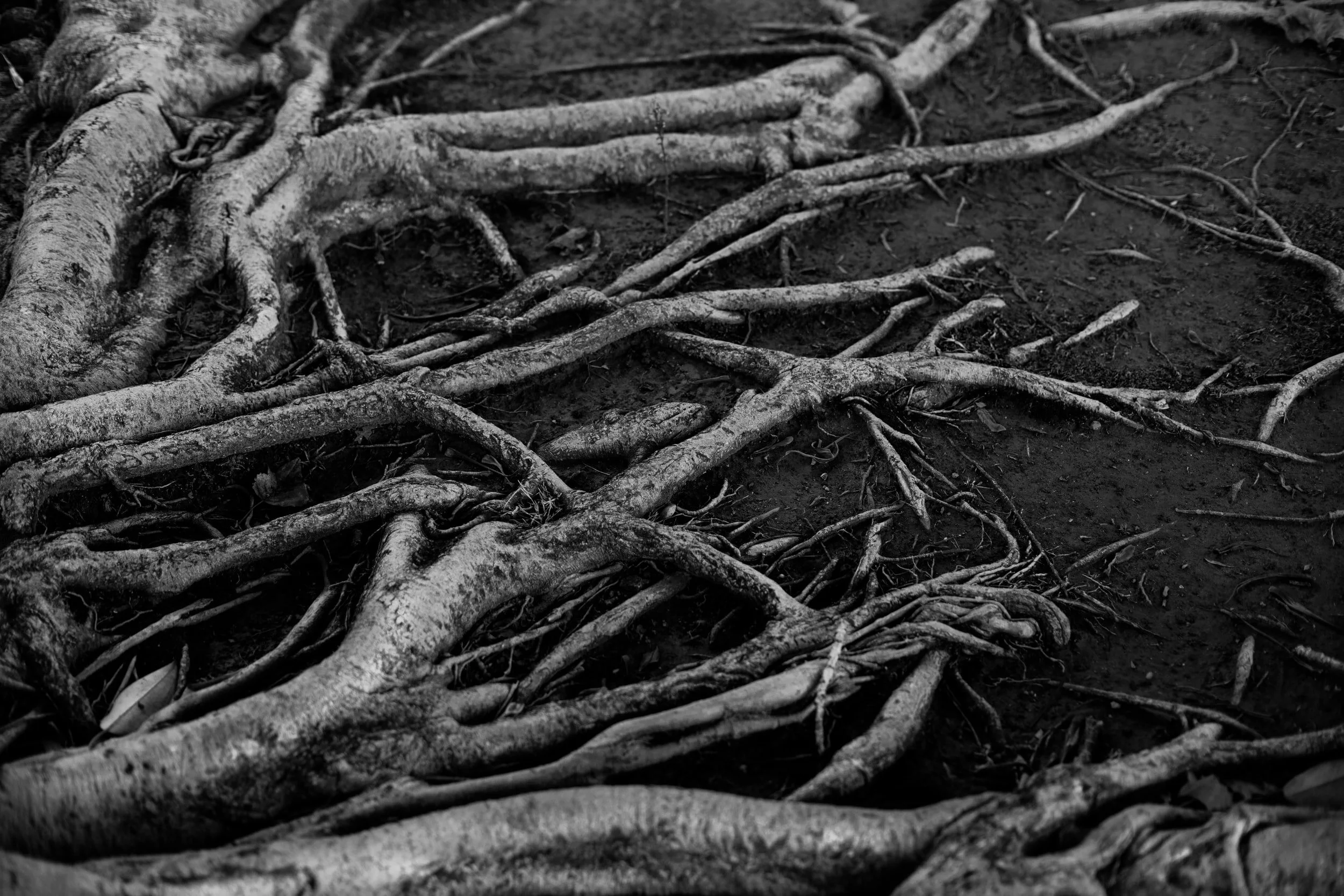 The Root Of The Crisis San Saba s First Baptist Church the-root-of-the-crisis-san-saba-s-first-baptist-church