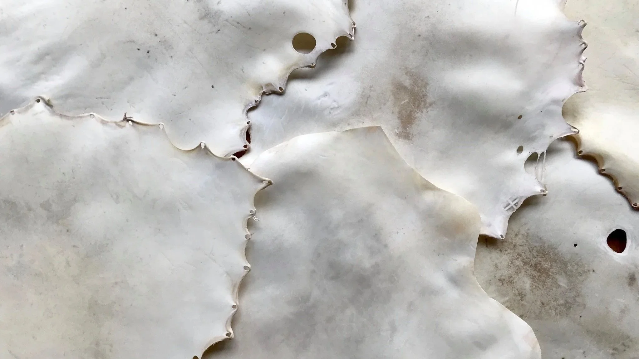 Meshwork: an intermingling of artists and skin — Grace Pundyk