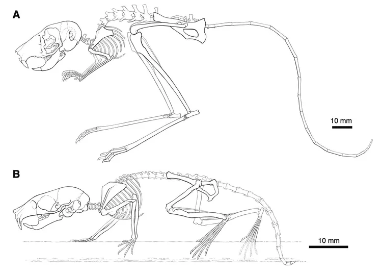 Multiple phylogenetically distinct events shaped the evolution of limb ...