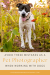 Avoid These Mistakes When Working With Dogs For A Photoshoot — FIVE ...