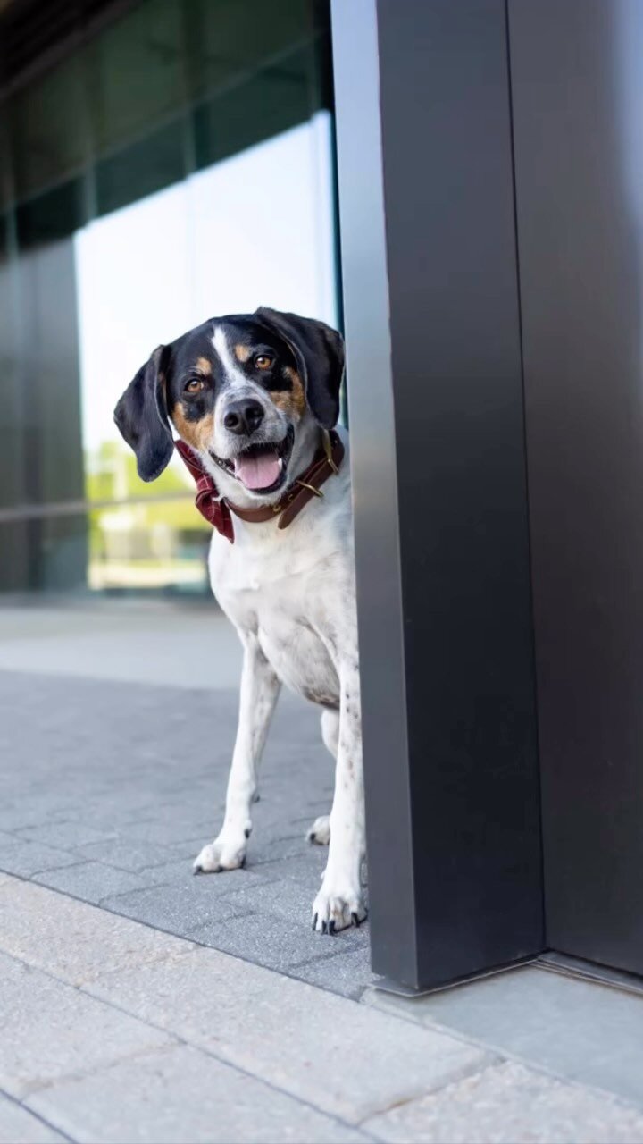 Benefits Of Switching To IPS In Your Pet Photography Business — FIVE ...