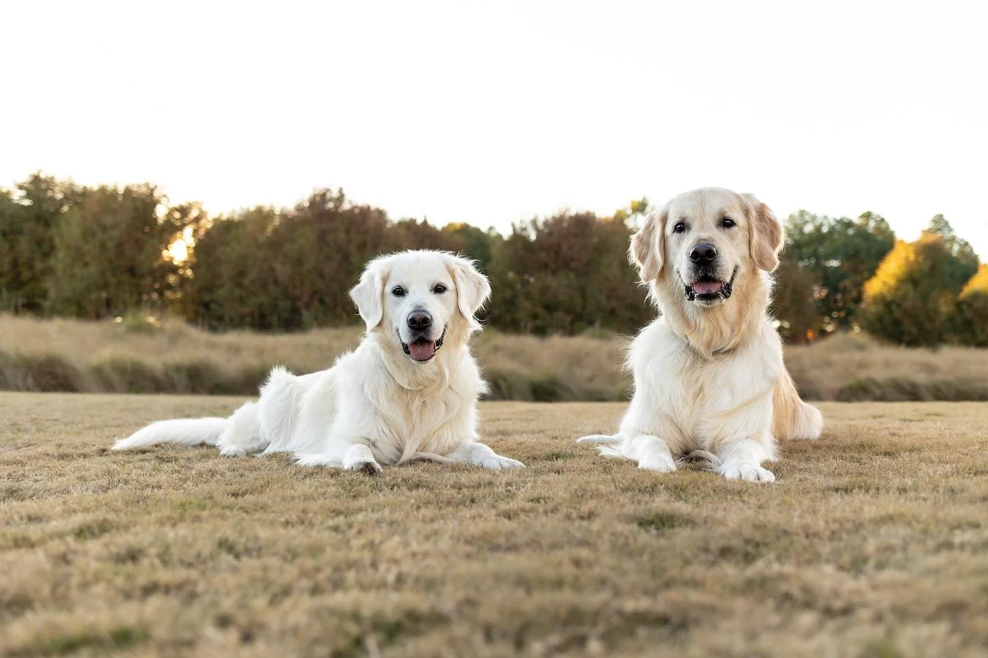 My Camera Settings As A Natural Light Pet Portrait Photographer — FIVE ...