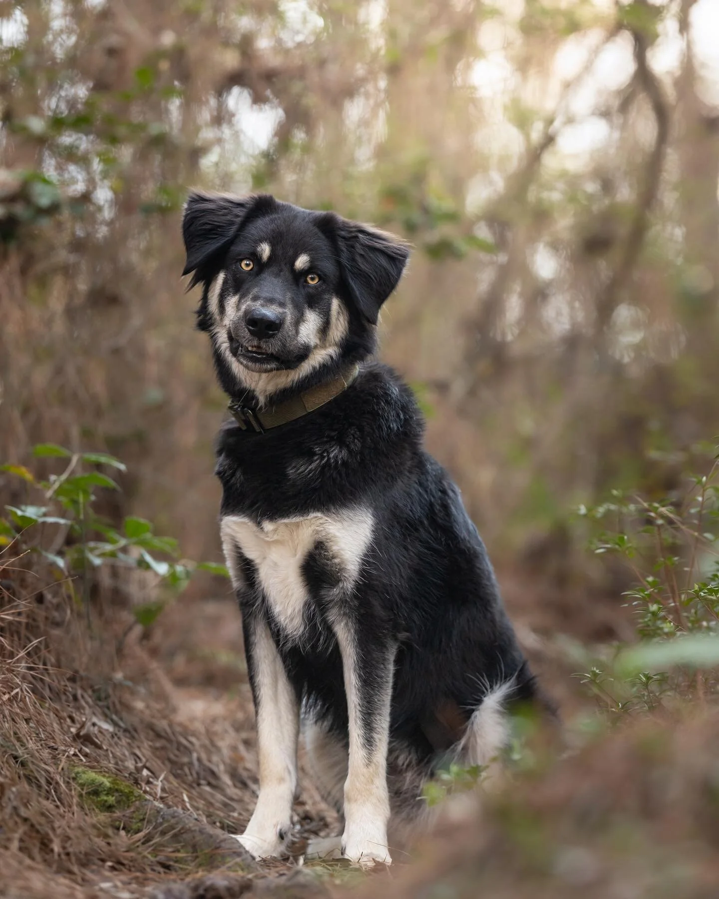 Tips For Photographing Black Dogs — FIVE FREEDOMS PHOTOGRAPHY