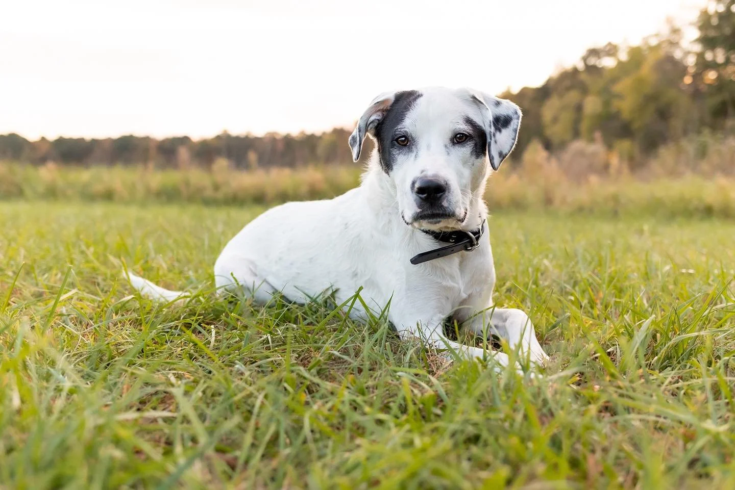Benefits Of Switching To IPS In Your Pet Photography Business — FIVE ...