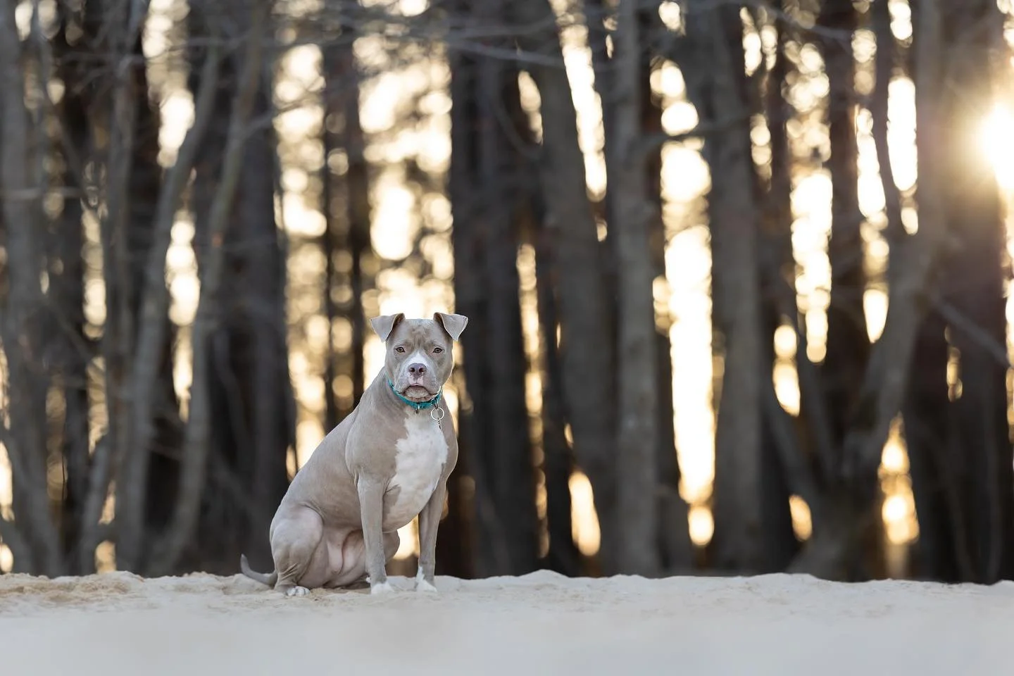 Benefits Of Switching To IPS In Your Pet Photography Business — FIVE ...