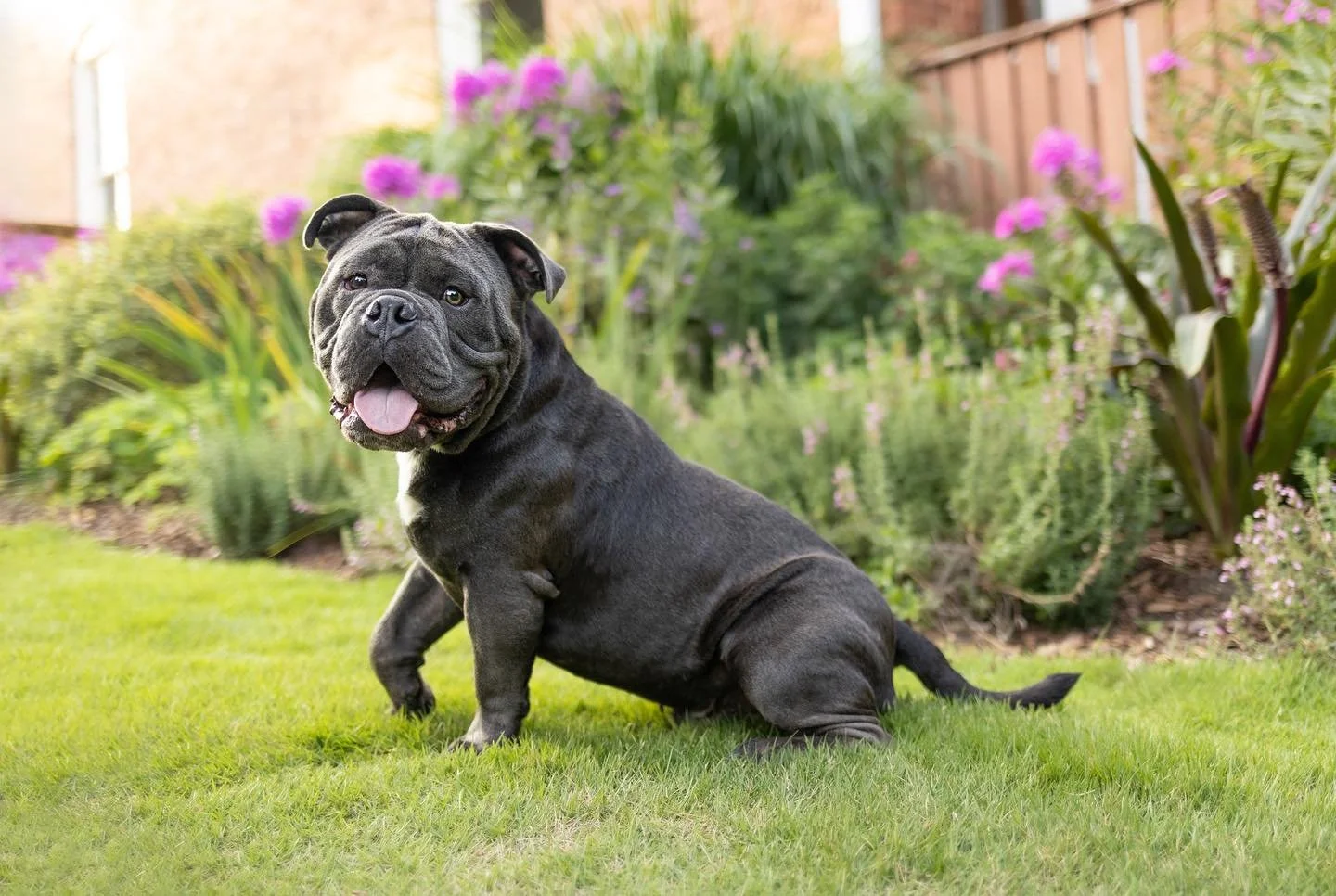 Tips For Photographing Black Dogs — FIVE FREEDOMS PHOTOGRAPHY
