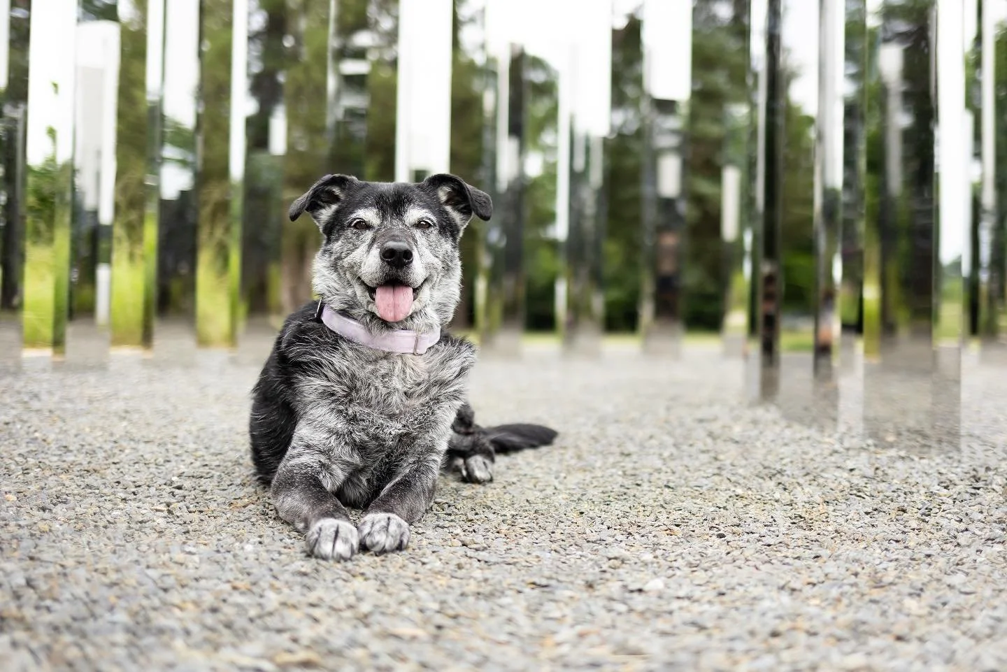 My Camera Settings As A Natural Light Pet Portrait Photographer — FIVE ...