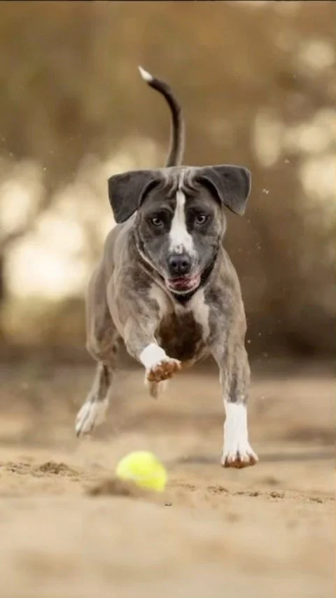 My Camera Settings For Outdoor Pet Photography — FIVE FREEDOMS PHOTOGRAPHY