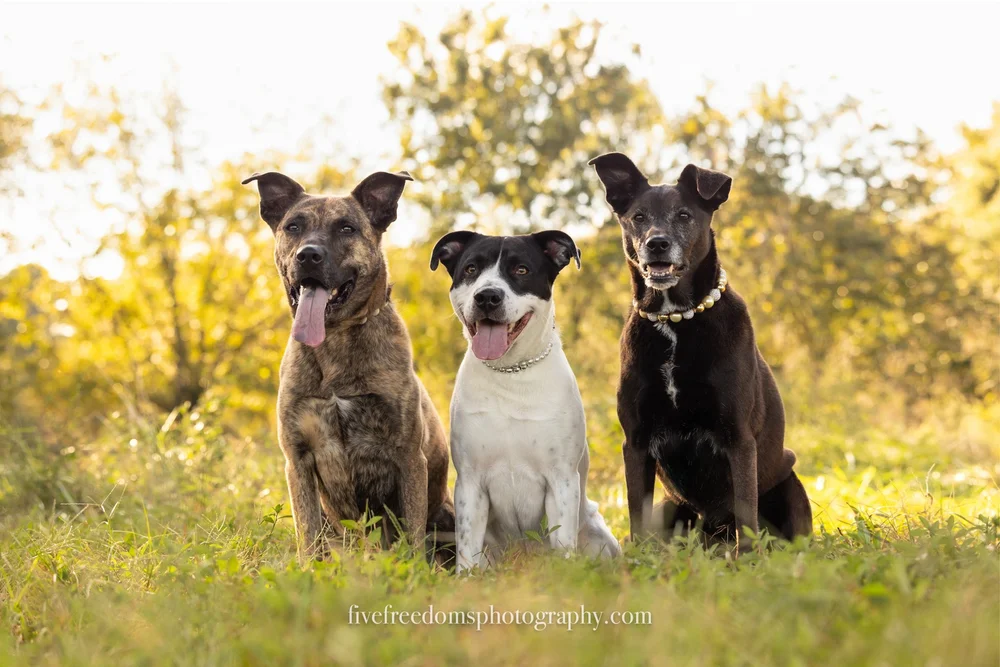 Best Of 2025: Raleigh's Pet + People Photographer — FIVE FREEDOMS ...
