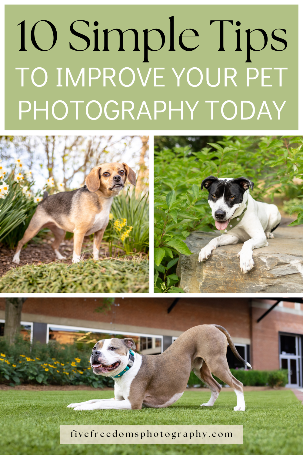 10 Simple Tips To Improve Your Pet Photography Today — FIVE FREEDOMS ...