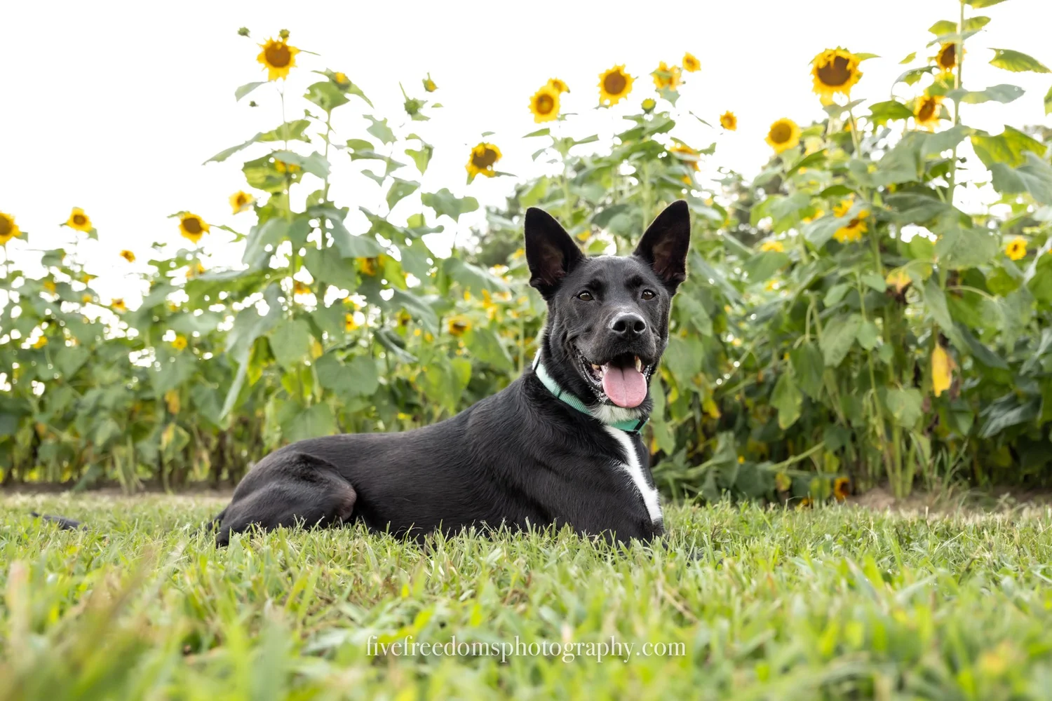 Tips For Photographing Black Dogs — FIVE FREEDOMS PHOTOGRAPHY
