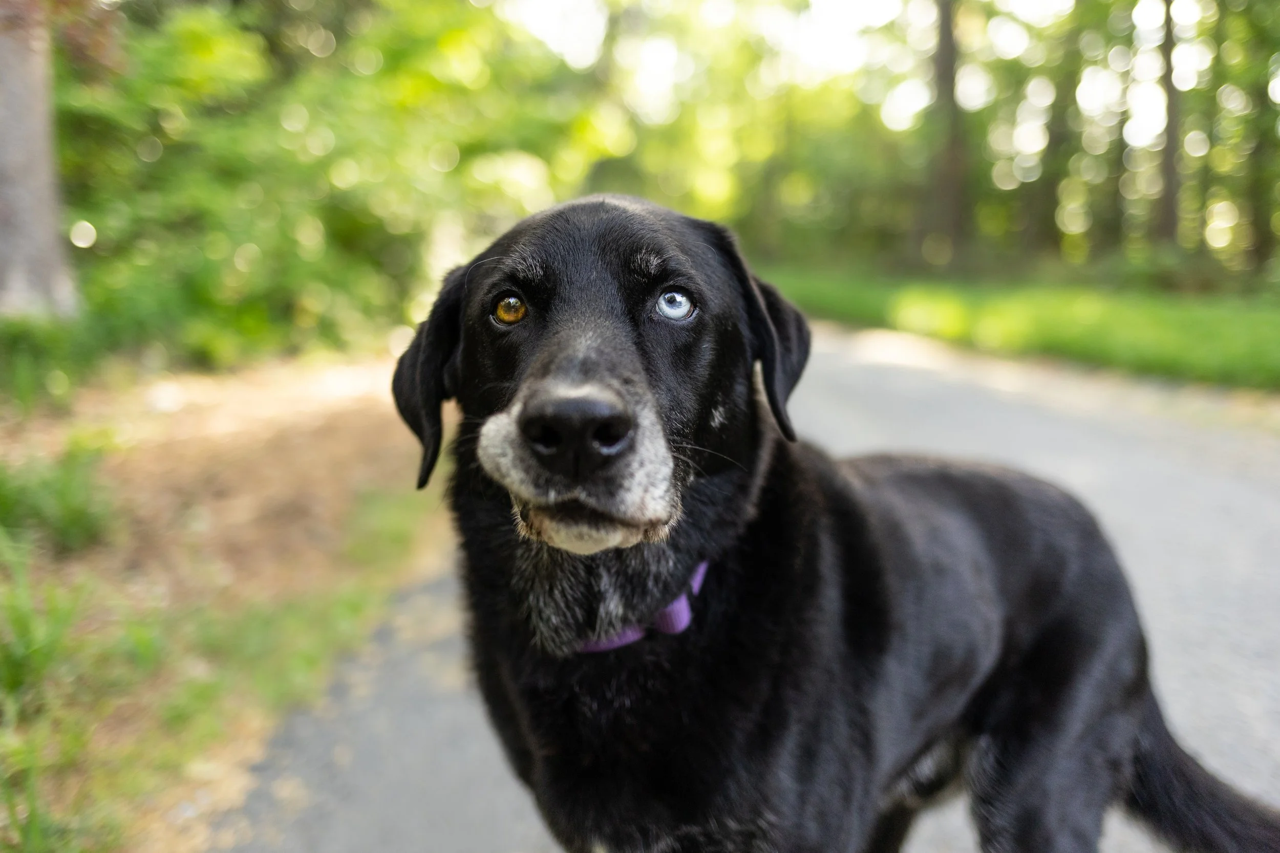 10 Simple Tips To Improve Your Pet Photography Today — FIVE FREEDOMS ...