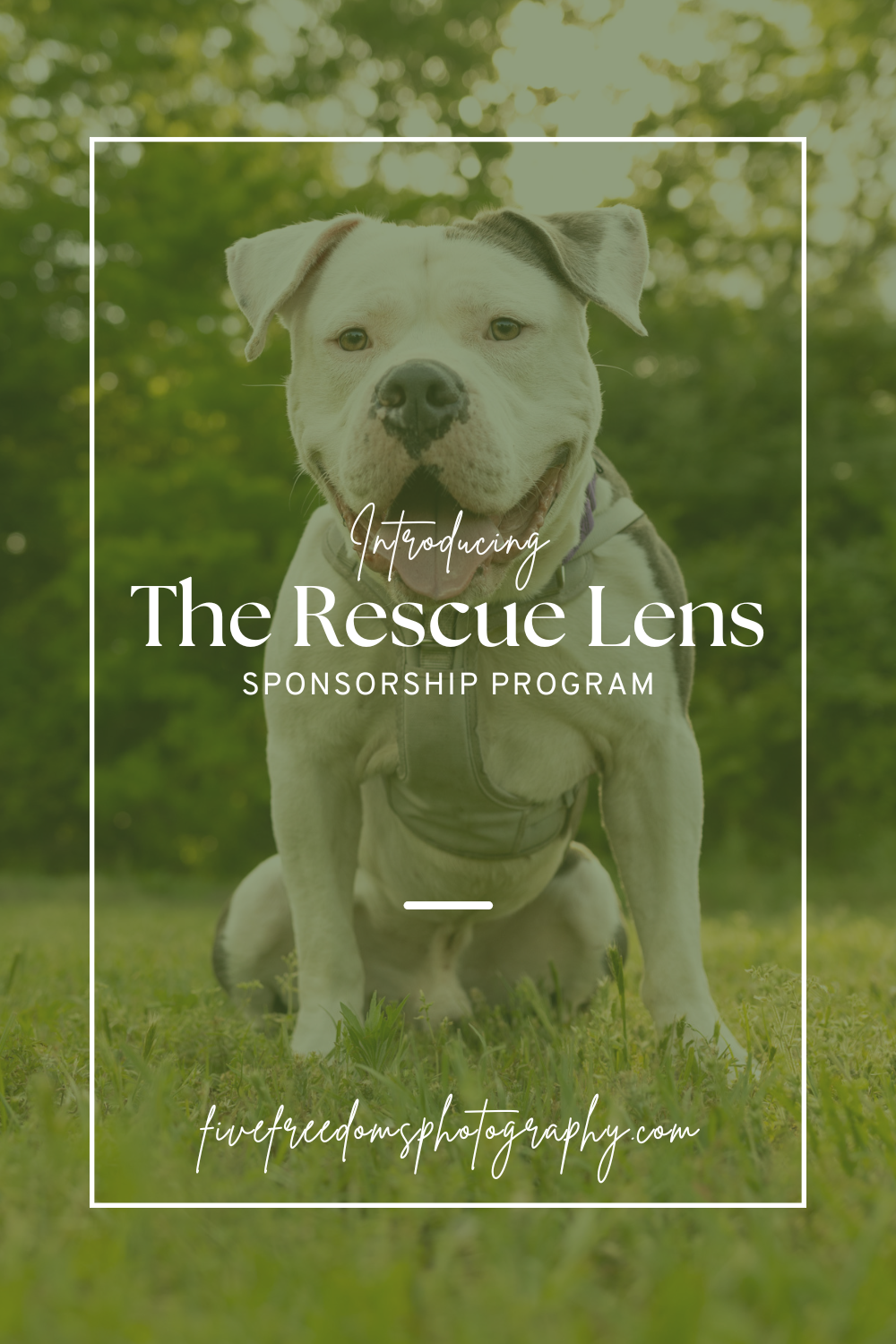 Introducing The Rescue Lens Sponsorship Program — FIVE FREEDOMS PHOTOGRAPHY