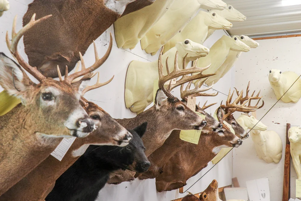 Can You Make a Living Being a Taxidermist? — Mountain Deer