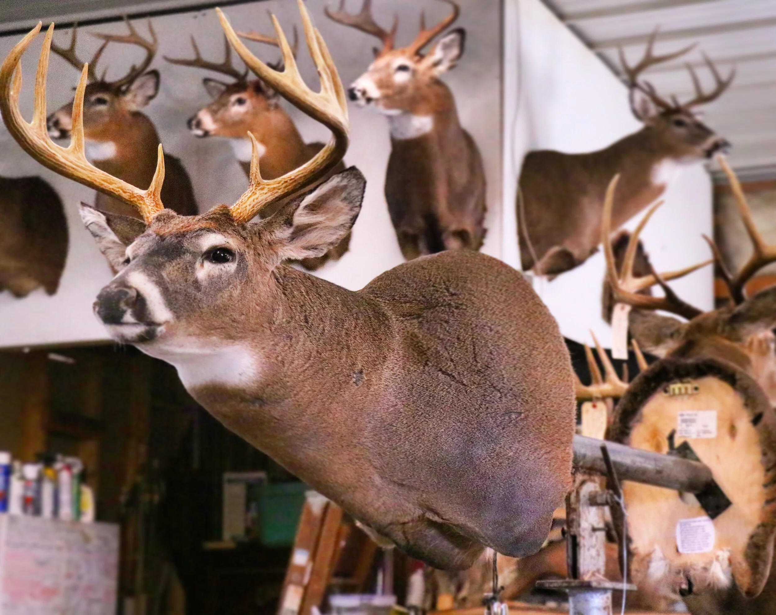 Deer Mounts — Mountain Deer