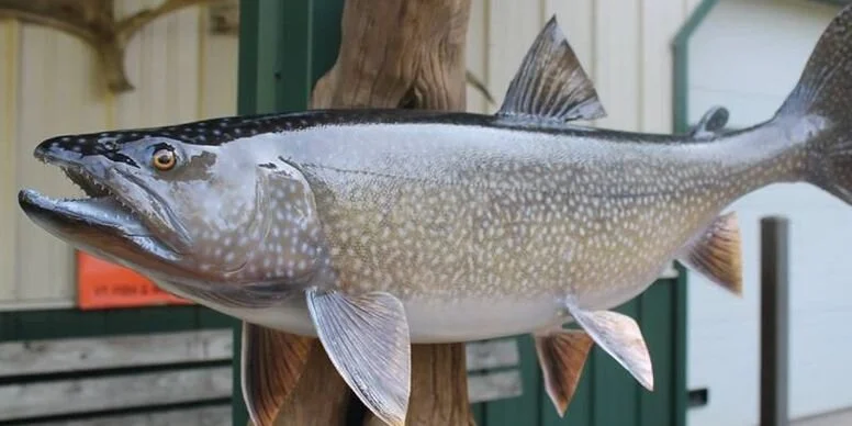 Taxidermy — Mountain Deer