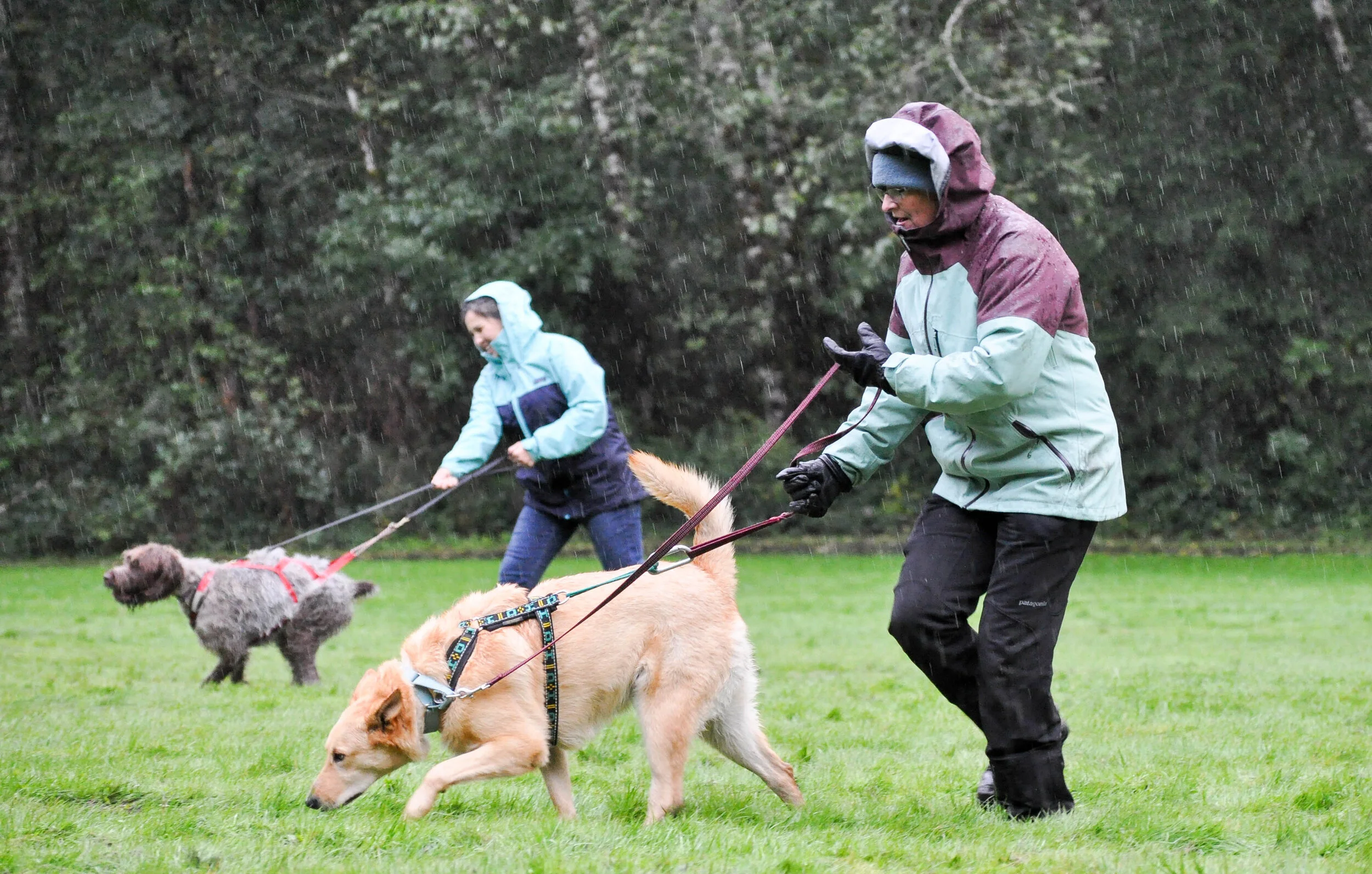 Fall Pull Clinic — Cascade Sled Dog Club