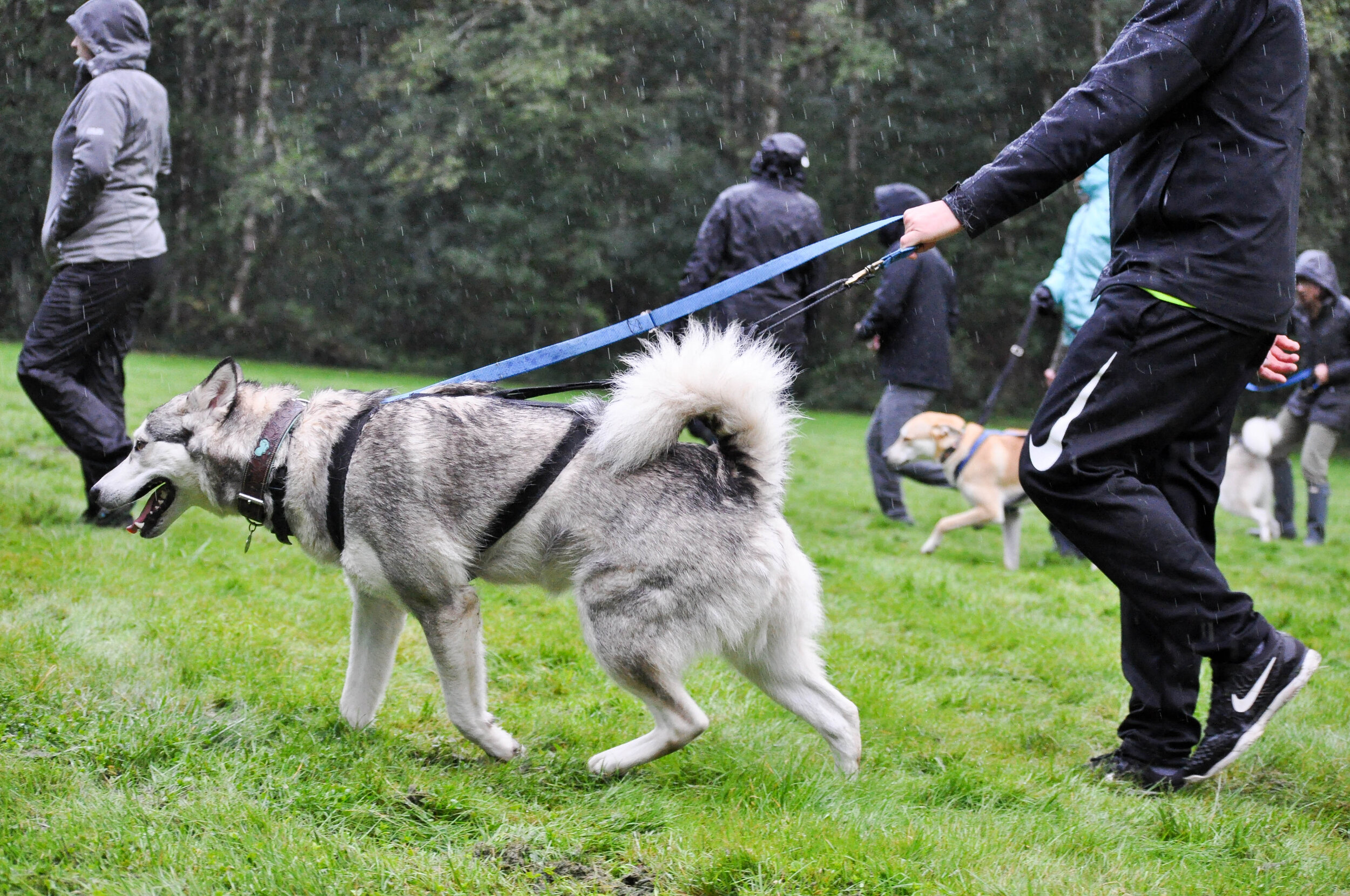 Fall Pull Clinic — Cascade Sled Dog Club